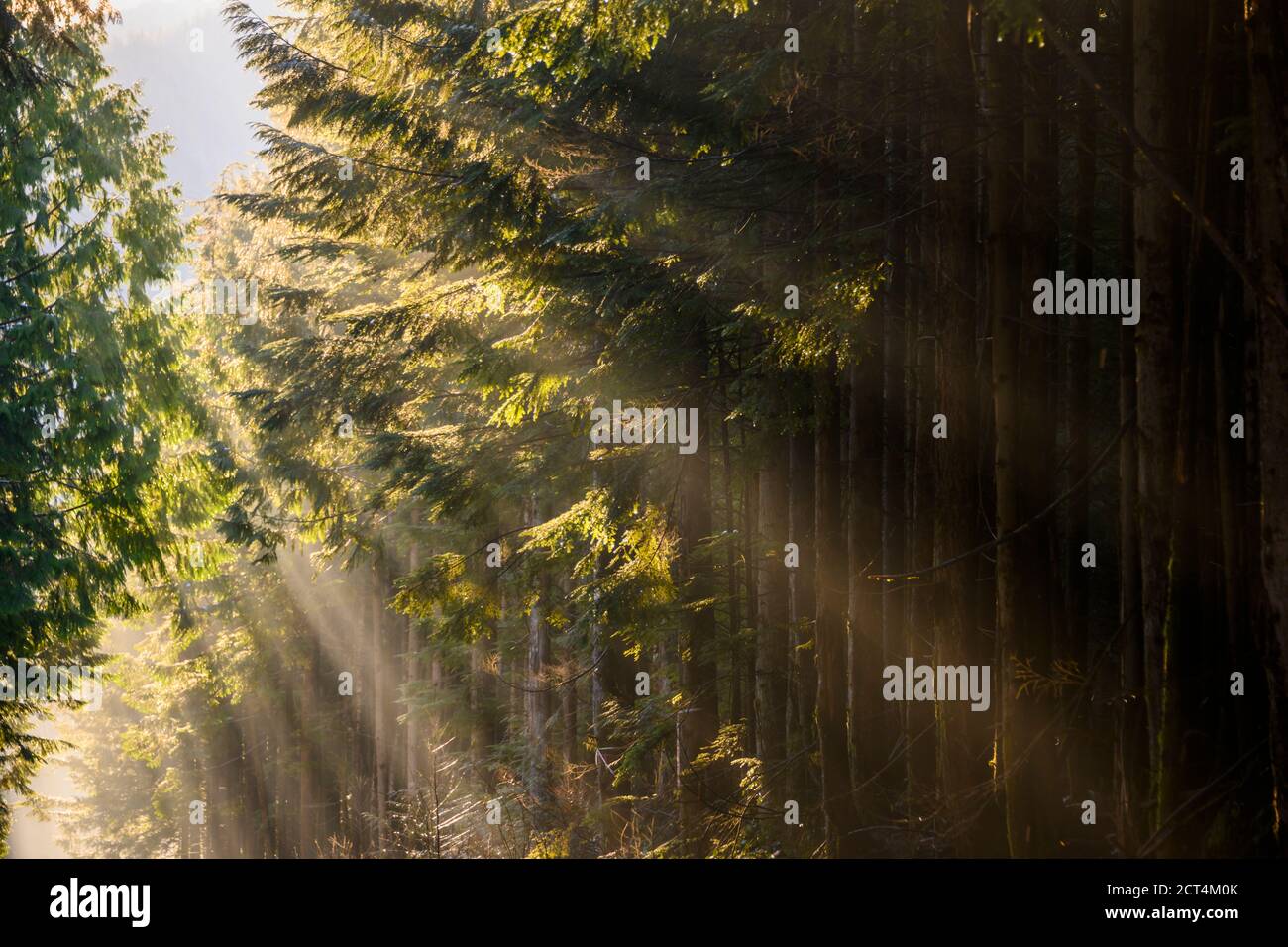 Beautiful nature woodland scene. Springtime foliage. sun behind the ...