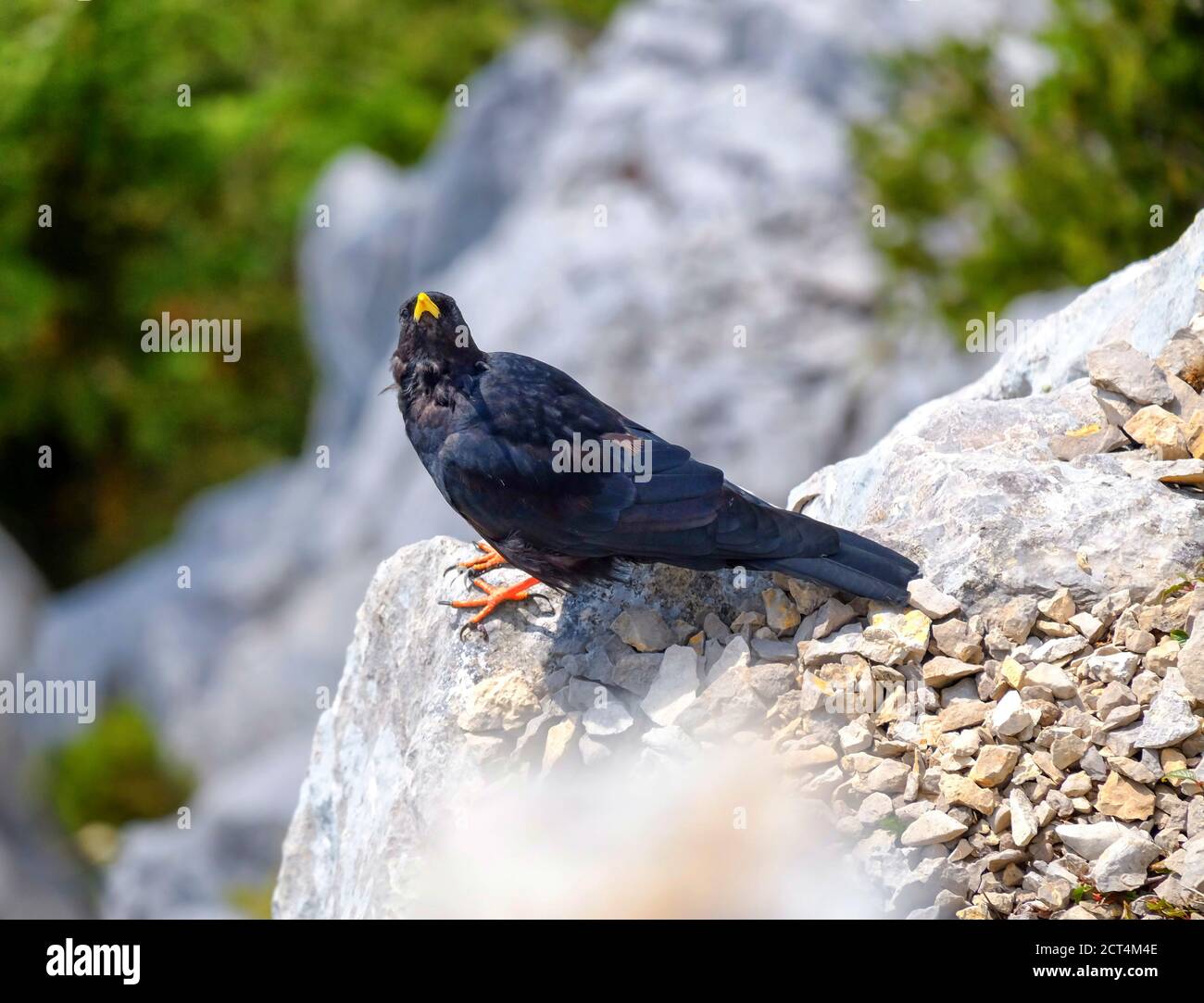 Alpine chough, or yellow-billed chough, Pyrrhocorax graculus Stock ...