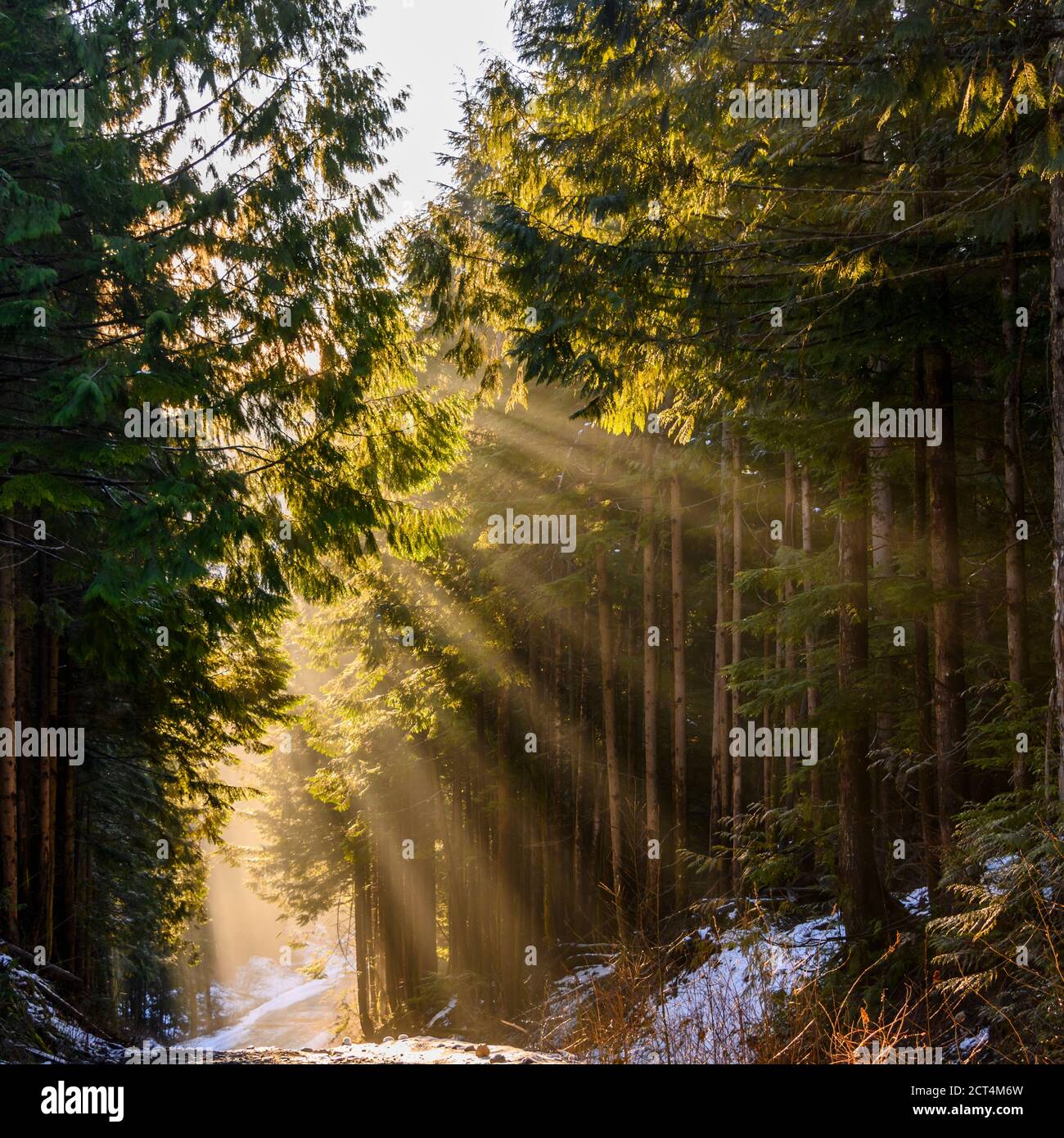 Sunlight beaming down hi-res stock photography and images - Alamy