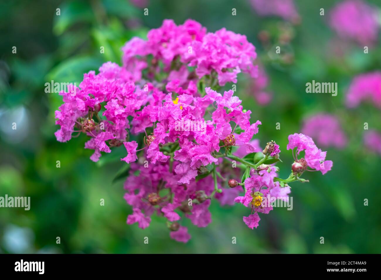 Lagerstroemia indica is multi-stemmed, deciduous tree is a popular ...