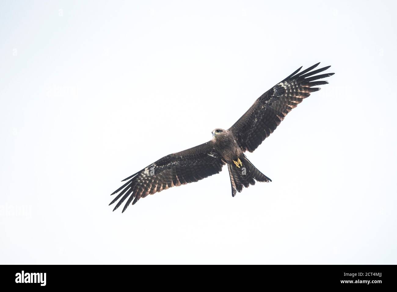 Lesser Fish Eagle (Haliaeetus Humilis), Kappil Beach, Varkala, Kerala ...