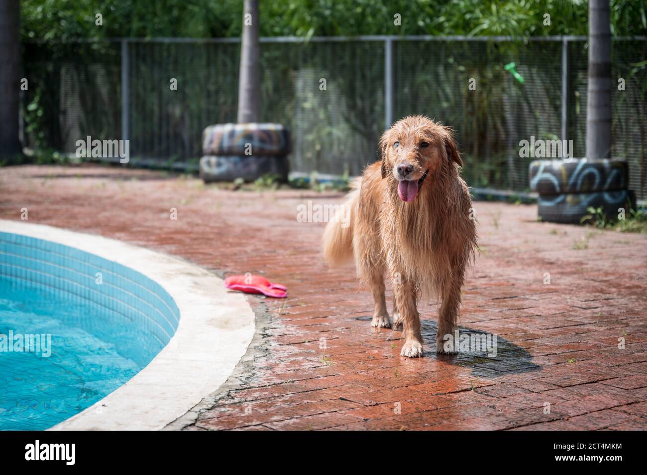 Golden Retriever playing by the pool Stock Photo - Alamy