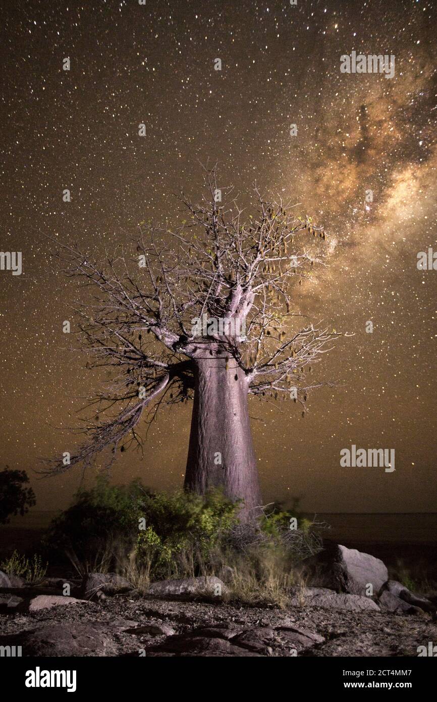 A large Baobab under the Milky Way, Botswana Stock Photo - Alamy
