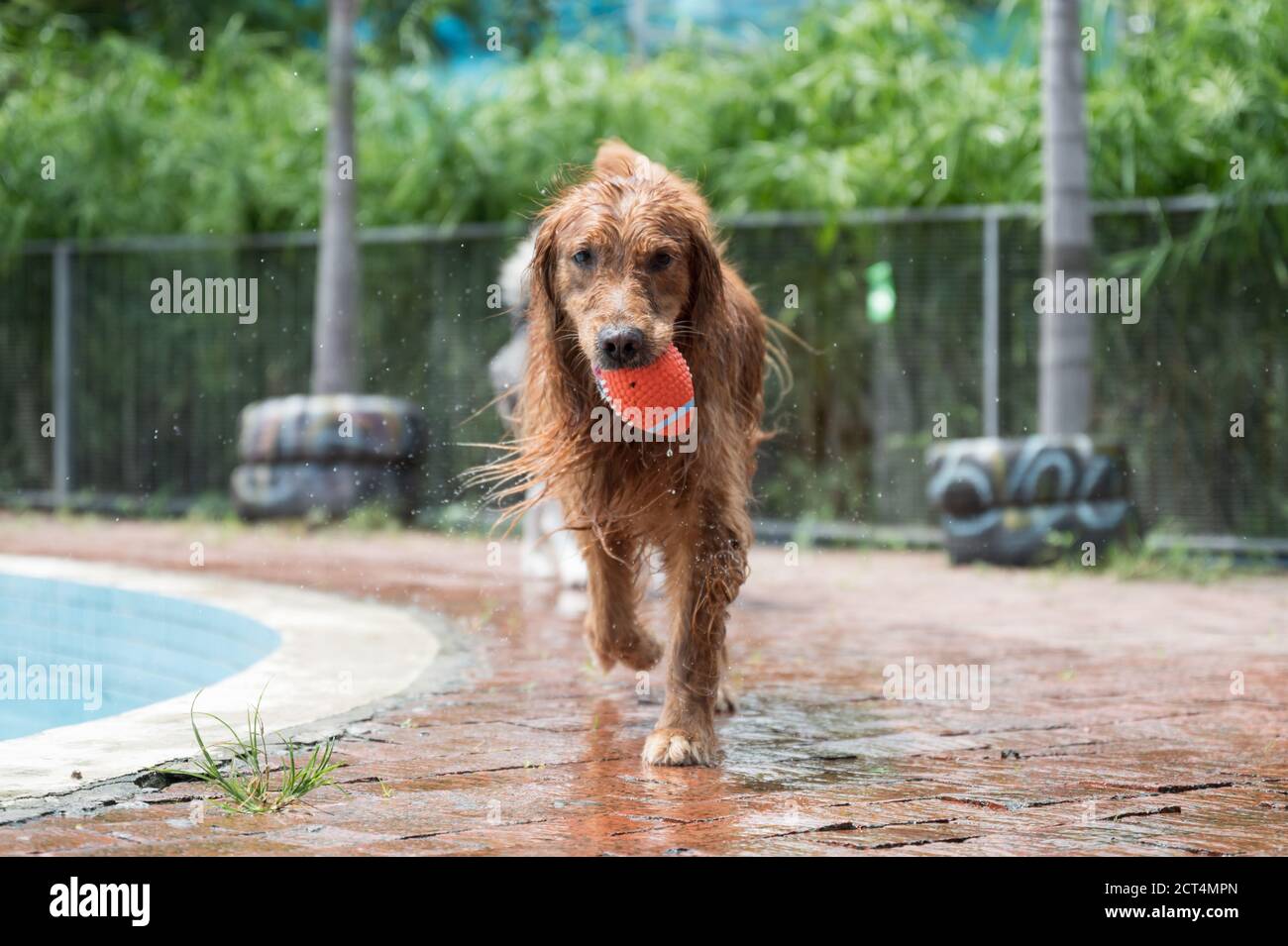 Golden Retriever playing by the pool Stock Photo - Alamy