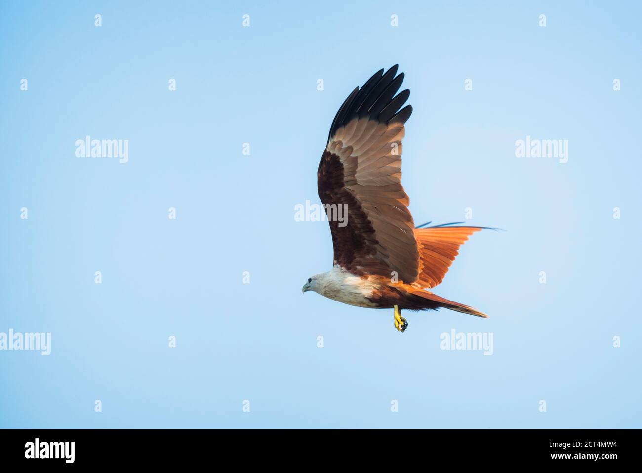 Lesser Fish Eagle (Haliaeetus Humilis), Kappil Beach, Varkala, Kerala ...