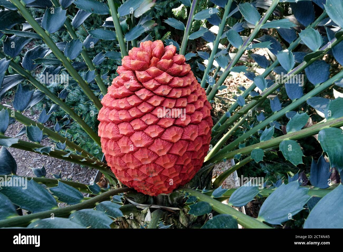 Zululand cycad encephalartos ferox hi-res stock photography and images ...