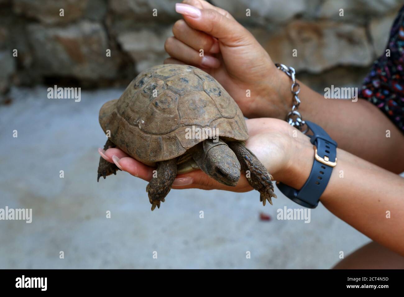 Woman hold turtle hi-res stock photography and images - Alamy