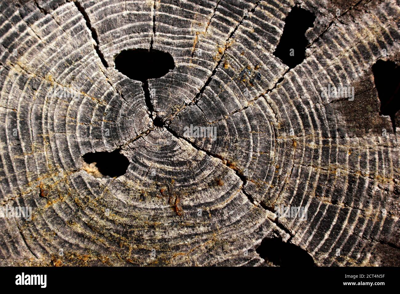 Tree ring abstract background textured Stock Photo - Alamy