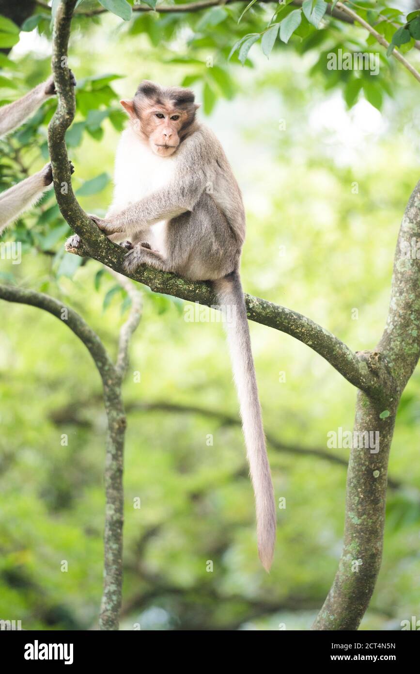 Kerala rainforest hi-res stock photography and images - Alamy