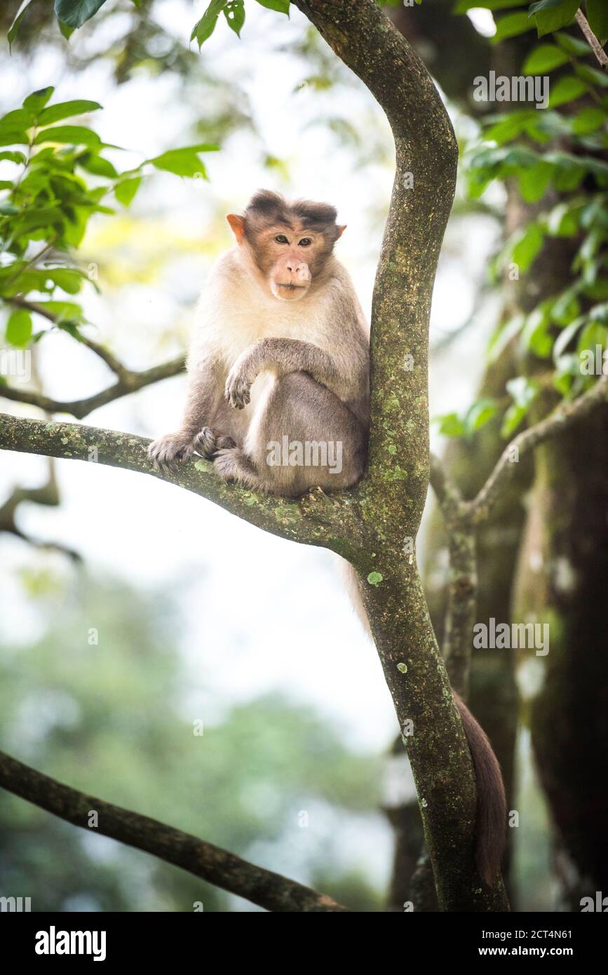Monkey, Munnar, Western Ghats Mountains, Kerala, India Stock Photo - Alamy