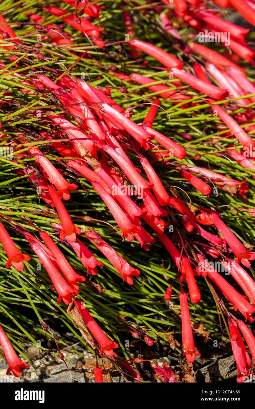 Russelia equisetiformis Firecracker Plant Stock Photo - Alamy