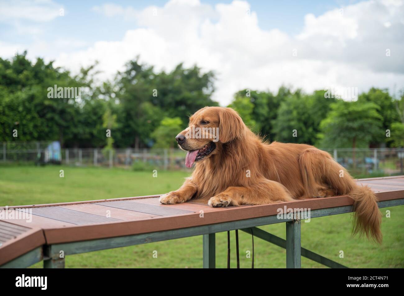 Cute golden retriever, outdoor shot Stock Photo - Alamy