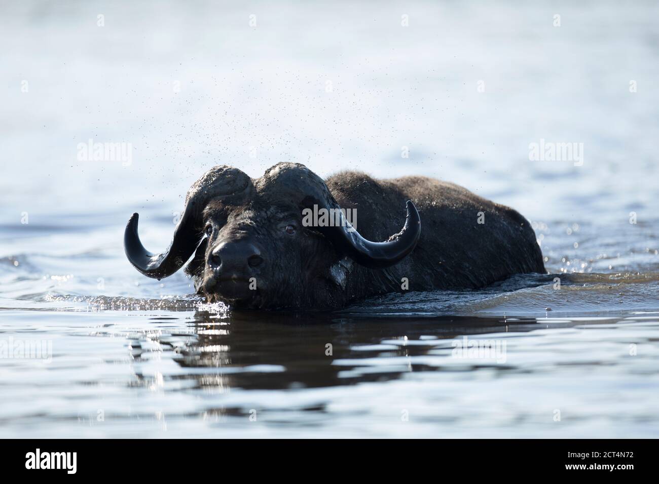 Cape buffalo in Chobe National Park, Kasane, Botswana Stock Photo - Alamy