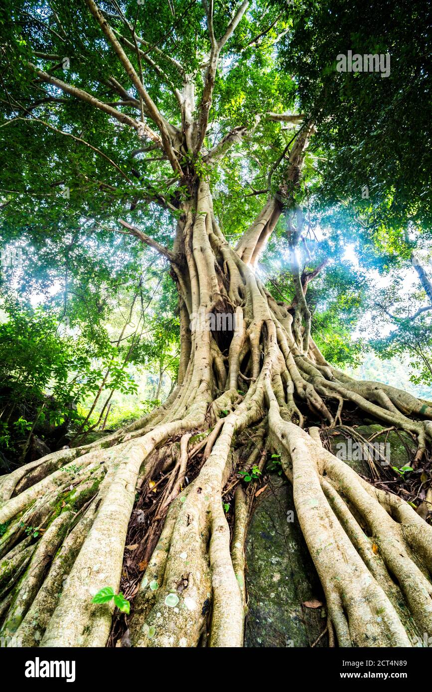 Old twisted tree roots, Munnar, Western Ghats Mountains, Kerala, India ...