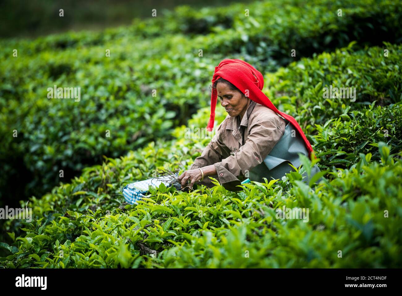 Tea pickers picking tea leaves in tea plantations in the mountains ...