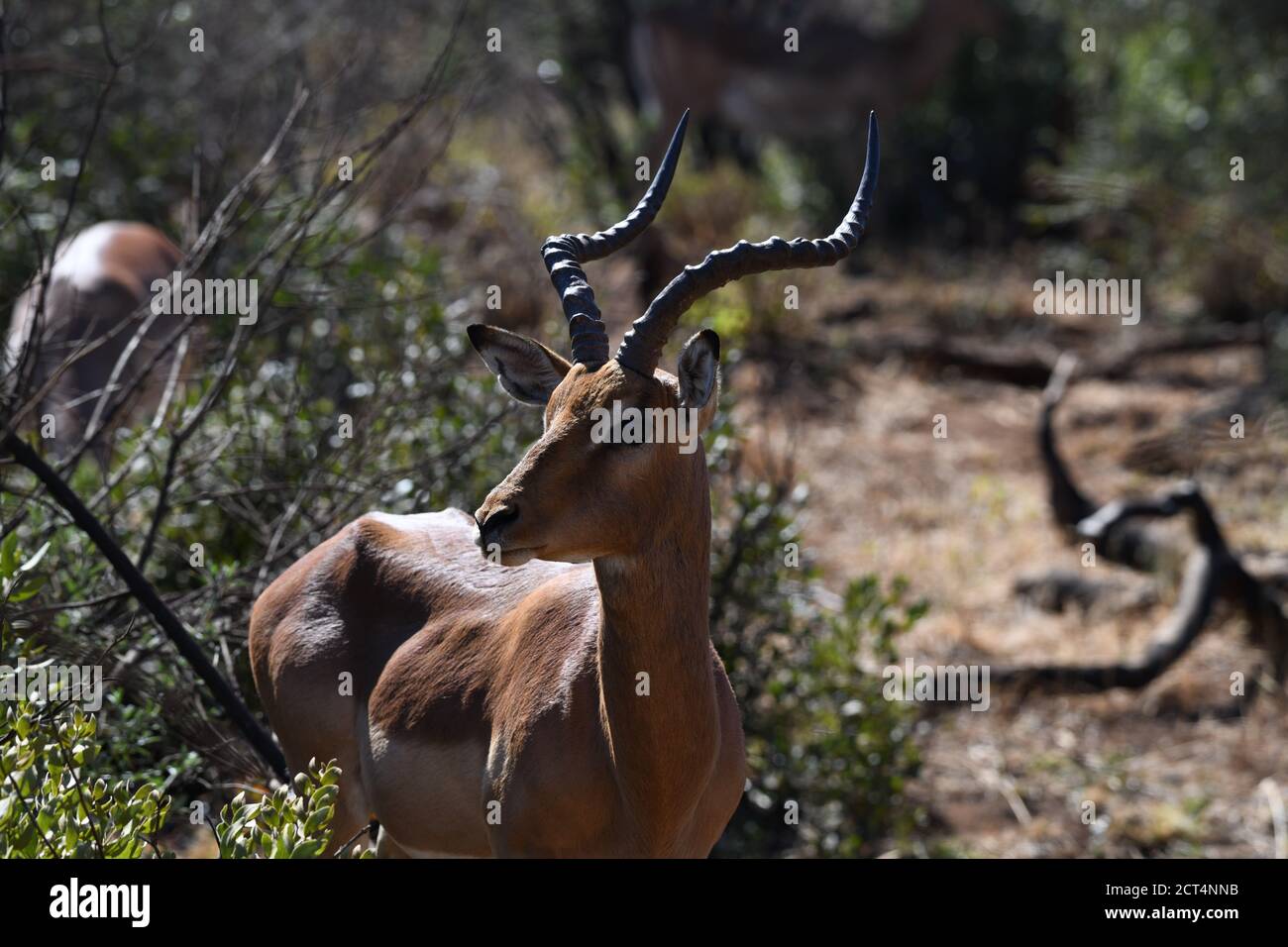 Male impala in Pilanesberg National Park, South Africa Stock Photo - Alamy