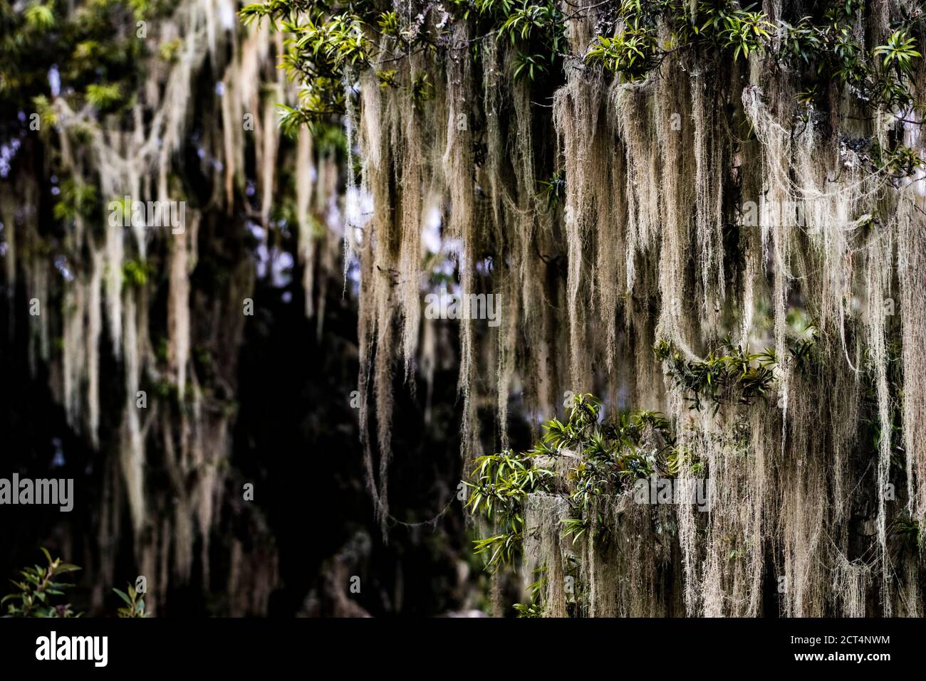 Giant Heather Forest in Aberdare National Park, Kenya Stock Photo - Alamy