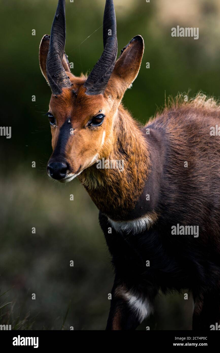 Cape Bushbuck (Tragelaphus sylvaticus) in Aberdare National Park, Kenya Stock Photo - Alamy