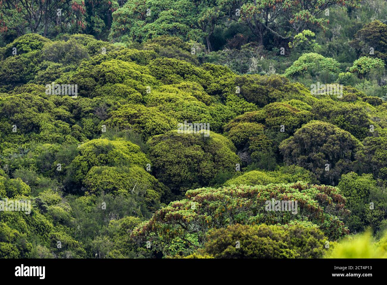 Treetops kenya hi-res stock photography and images - Alamy
