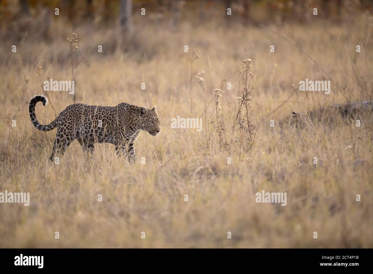 Female leopard hi-res stock photography and images - Alamy