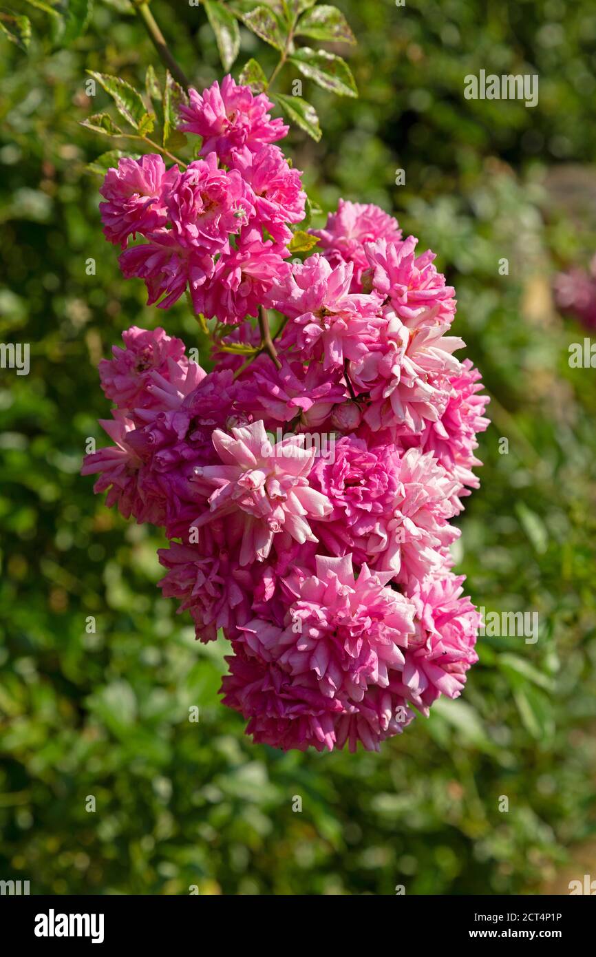 Magdalene flowers hi-res stock photography and images - Alamy