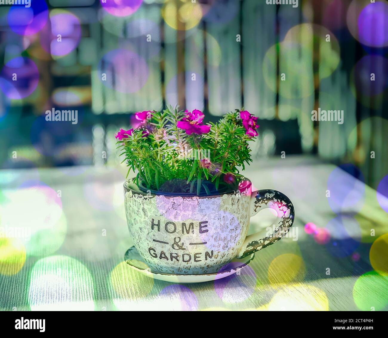 Flower Pot. Isolated. Cup and saucer shape flower pot with bokeh effect ...
