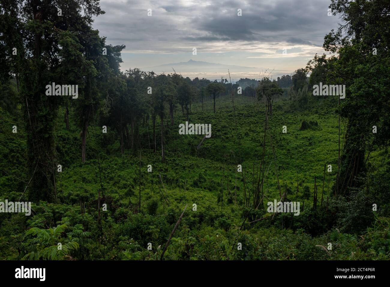 Mt Kenya, seen behind bamboo forests in Aberdare National Park, Kenya ...