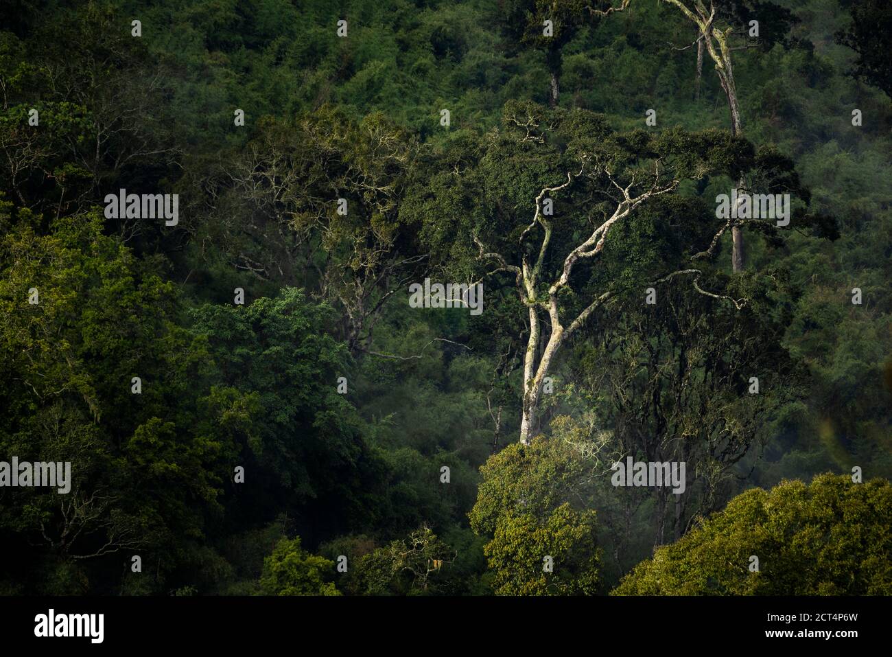 Treetops kenya hi-res stock photography and images - Alamy