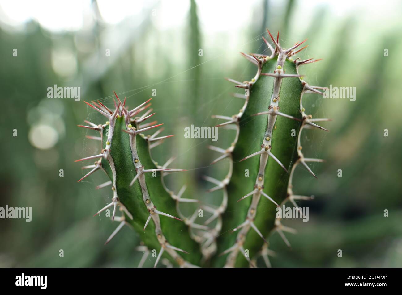 Very prickly stems hi-res stock photography and images - Alamy