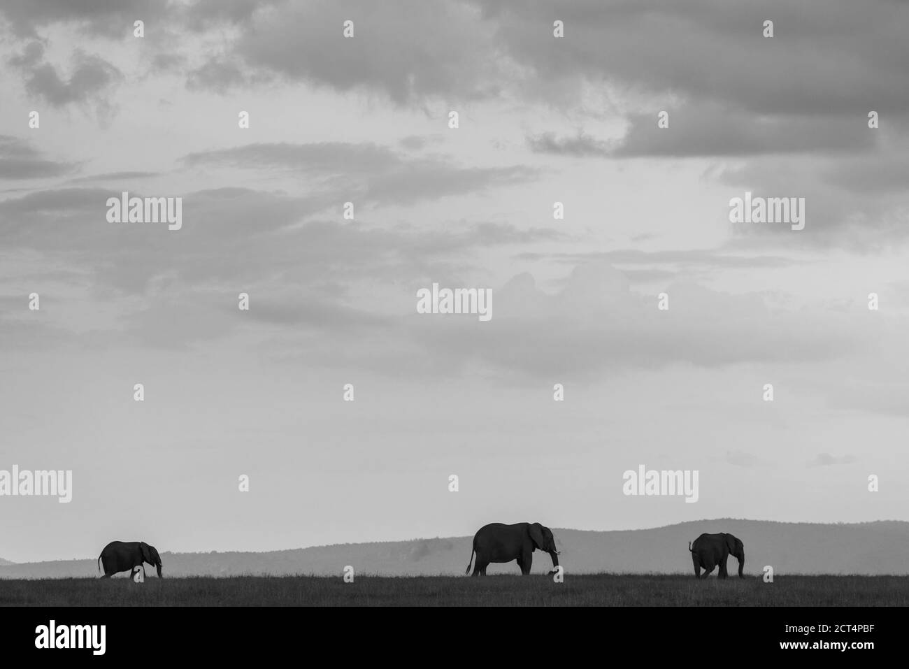 African Elephant (Loxodonta Africana) at El Karama Ranch, Laikipia ...