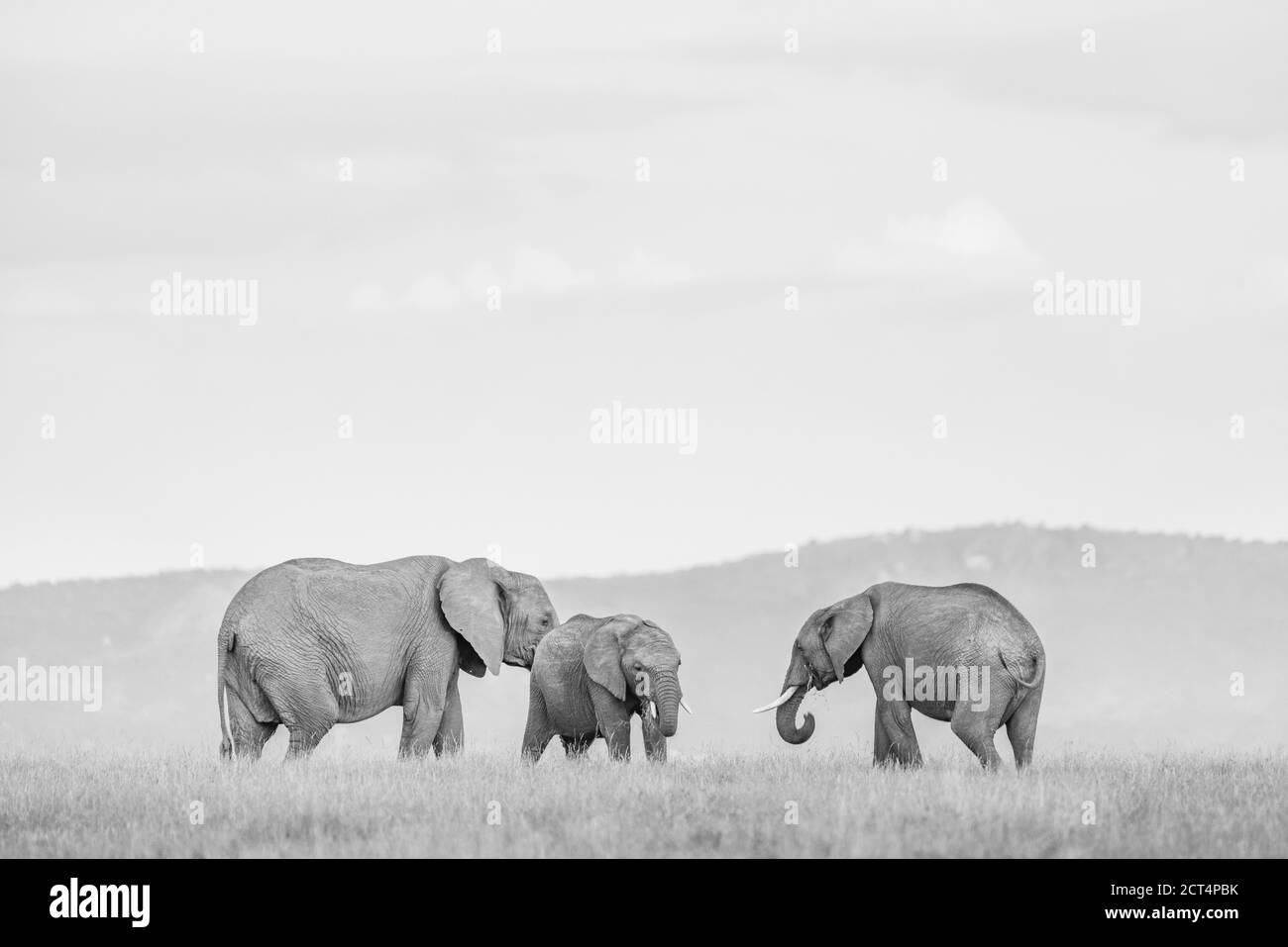 African Elephant (Loxodonta Africana) at El Karama Ranch, Laikipia ...