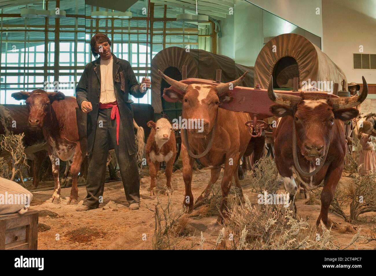 Pioneer, oxen pulling wagon, cattle in life-size diorama at Oregon ...