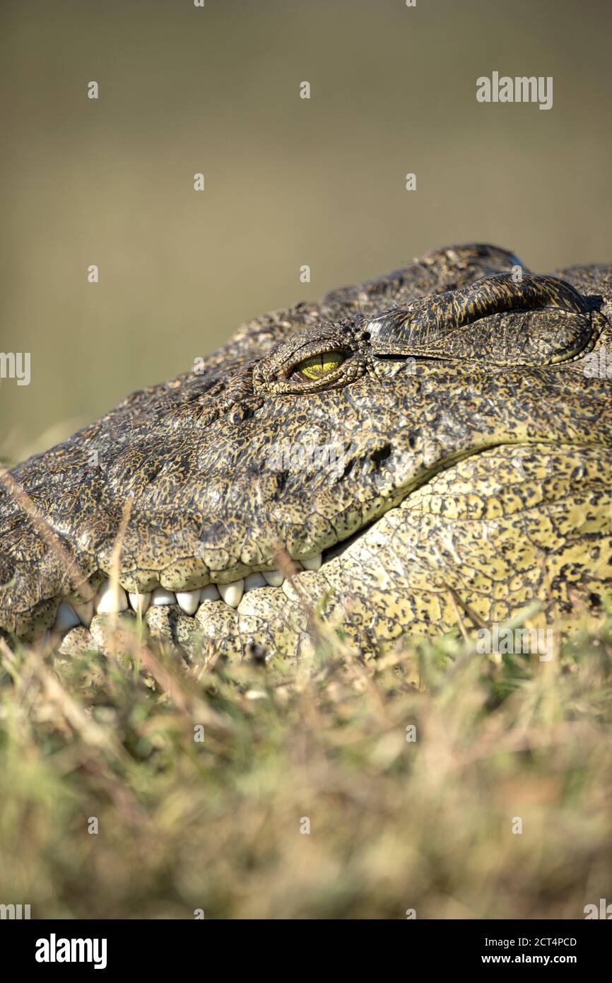 Nile crocodile face close up hi-res stock photography and images - Alamy