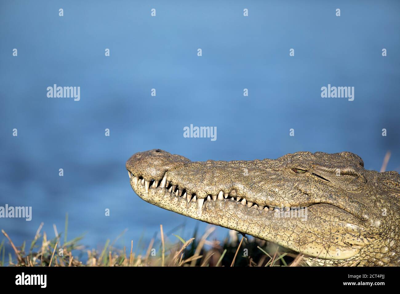Crocodile face close up hi-res stock photography and images - Alamy