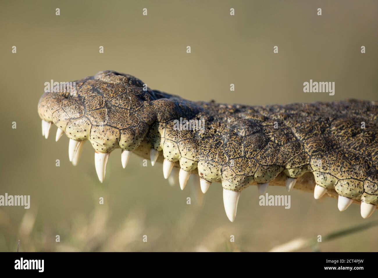 Nile crocodile face close up hi-res stock photography and images - Alamy