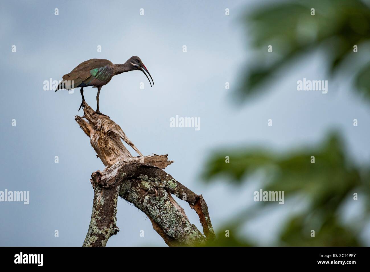Hadada Ibis (Bostrychia hagedash) at El Karama Ranch, Laikipia County ...