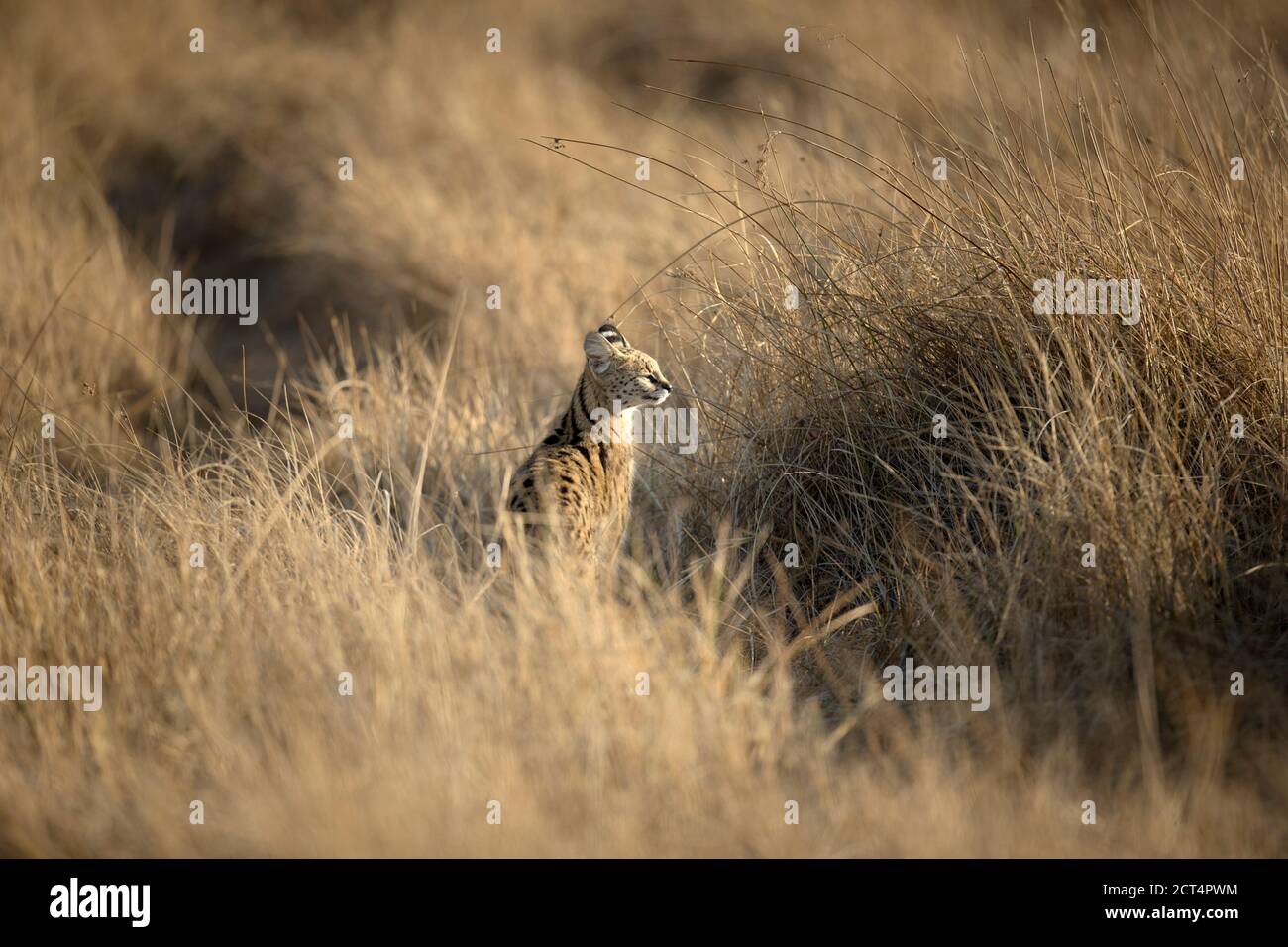 Serval in long grass hi-res stock photography and images - Alamy
