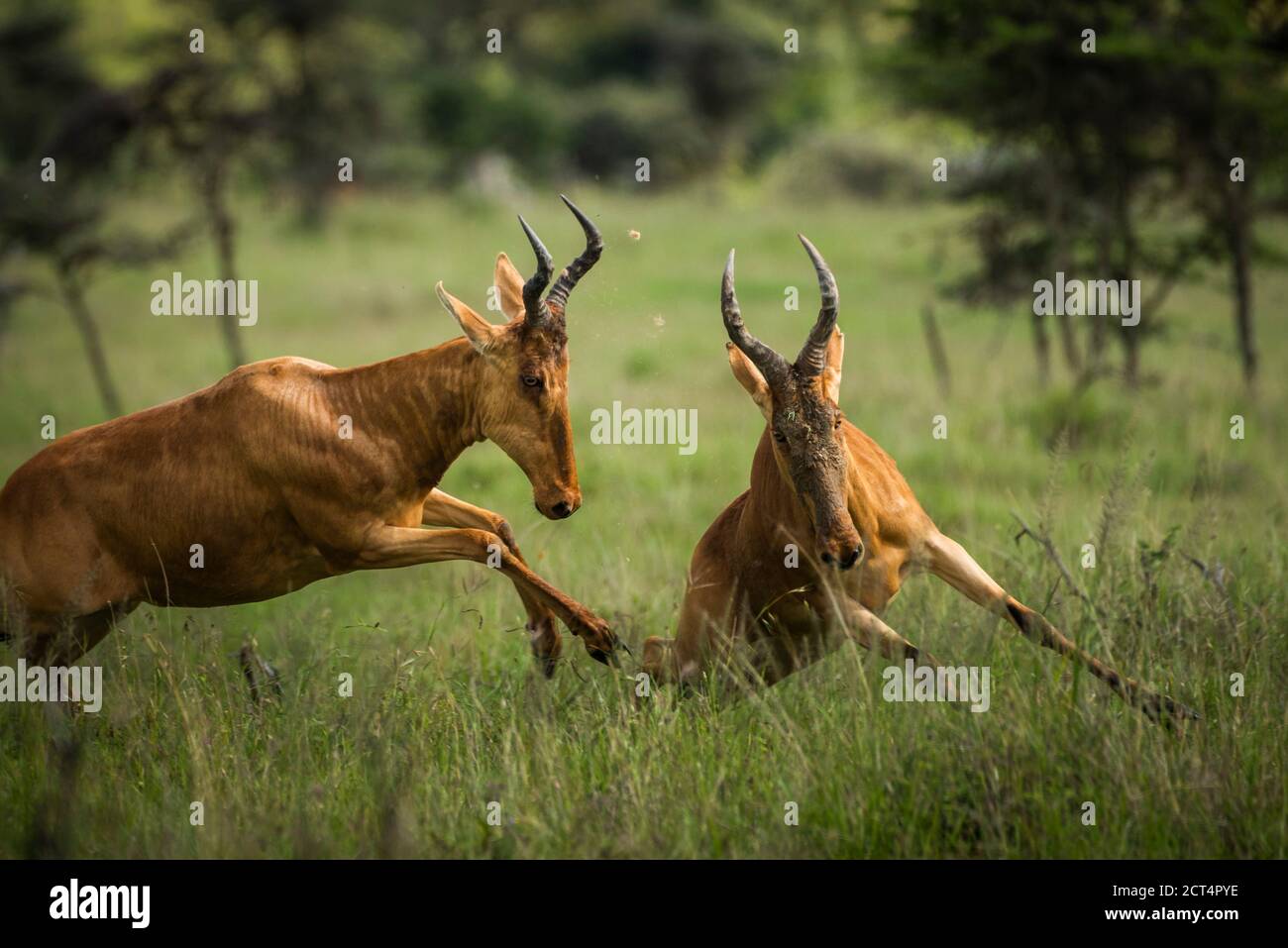 Hartebeest (Alcelaphus buselaphus aka Kongoni) at El Karama Ranch ...