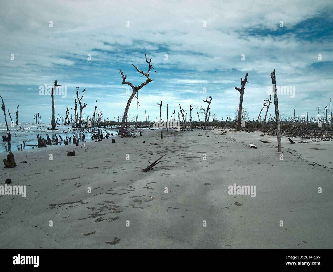 Dead trees in water of Death Valley National Park Stock Photo - Alamy