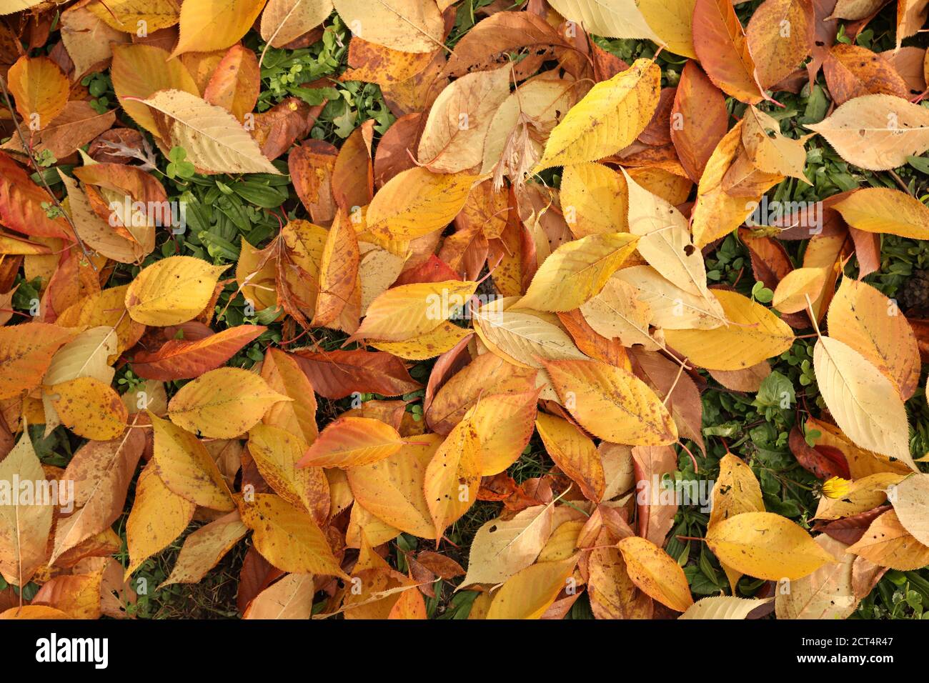 High angle shot of fallen leaves during the autumn Stock Photo - Alamy