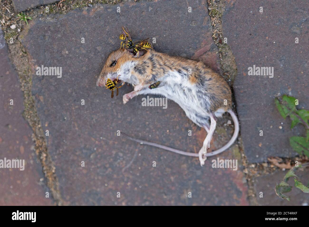 Mouse insects hi-res stock photography and images - Alamy