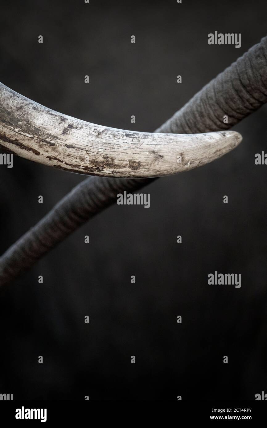 Close up details of an elephants tusk Stock Photo - Alamy