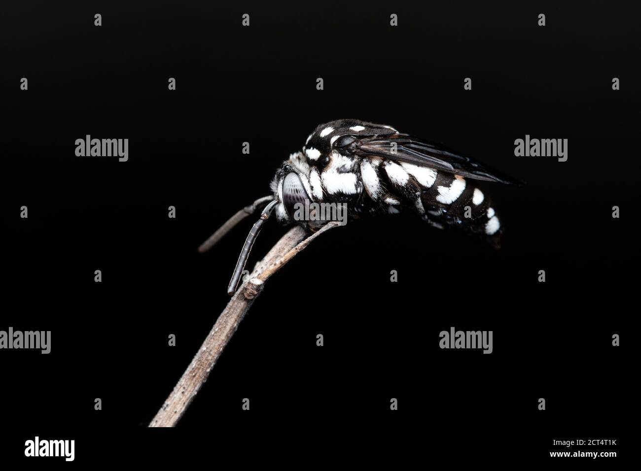 Black bee, Thyreus nitidulus, Satara, Maharashtra, India. Also known as ...