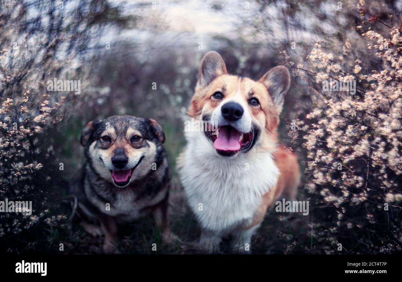 two friendly dogs they sit in the may garden among flowering shrubs and ...