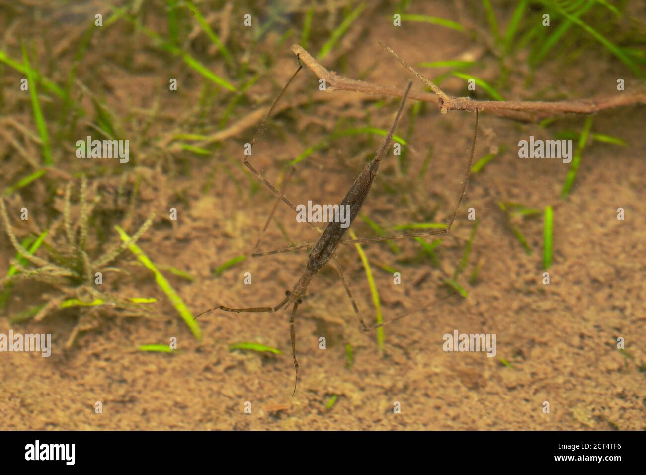 Ranatra fusca hi-res stock photography and images - Alamy