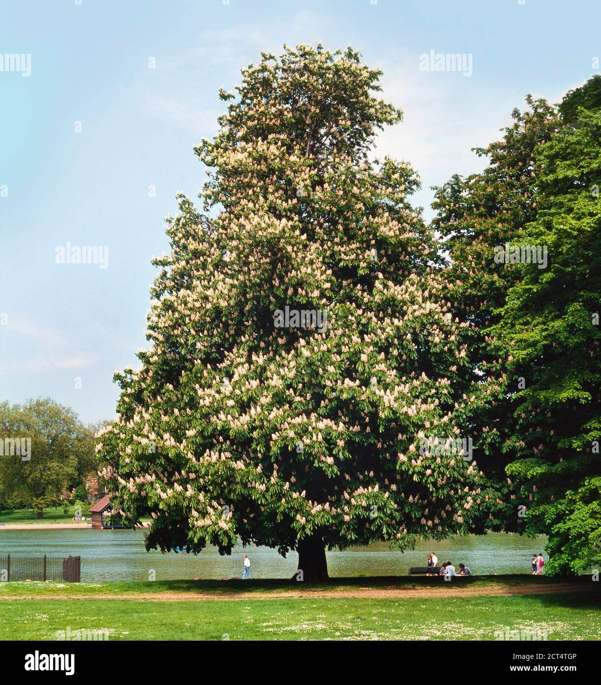 Horse Chestnut tree, Aesculus hippocastanum, mature tree in full bloom ...