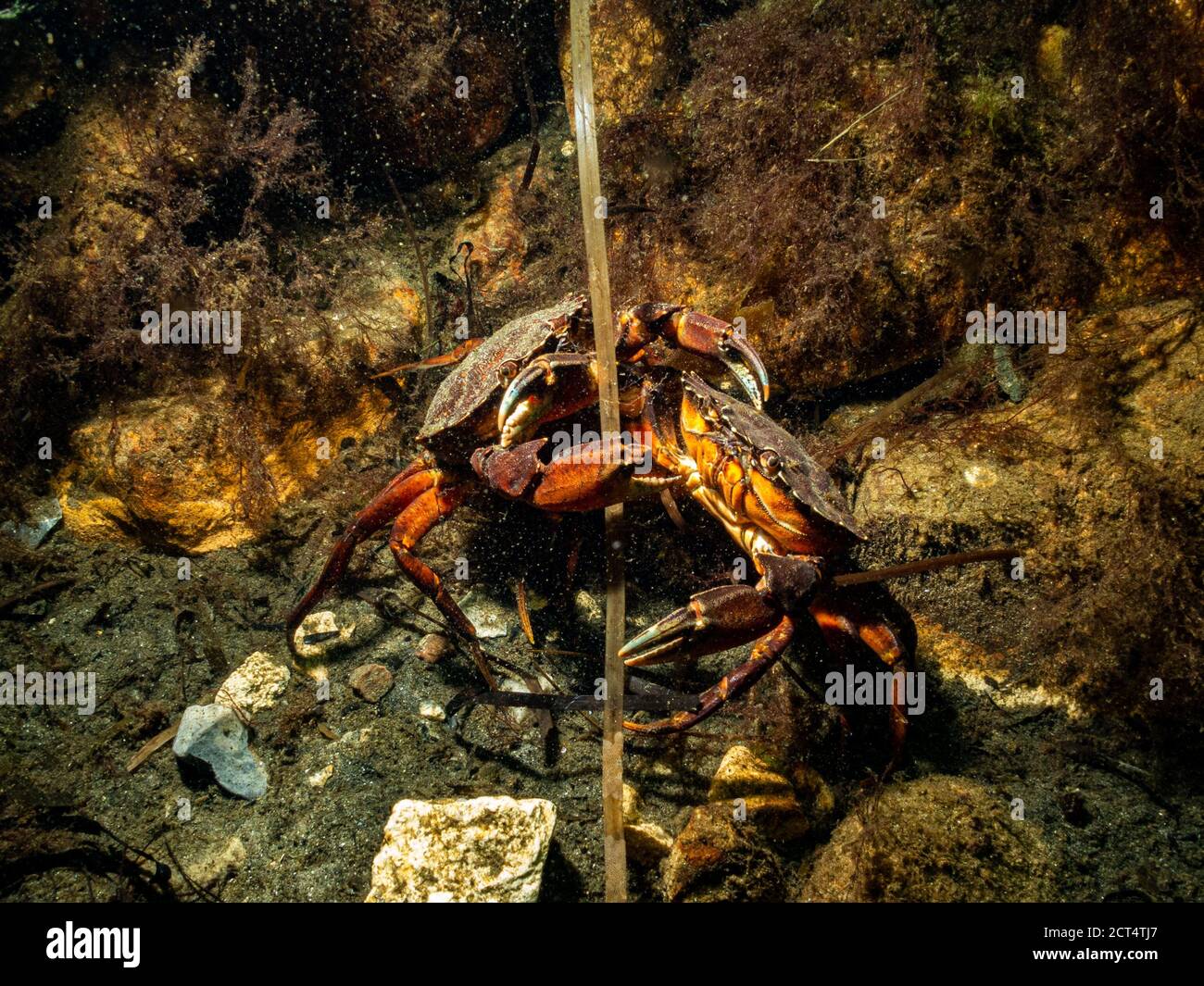 Fighting crabs hi-res stock photography and images - Alamy
