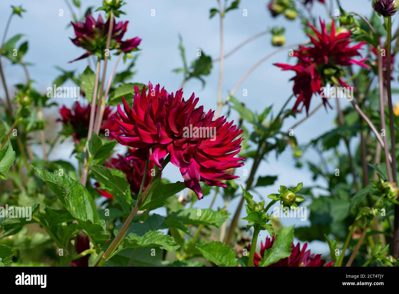 Dark red Dahlia variety Arabia flowering in a garden Stock Photo - Alamy