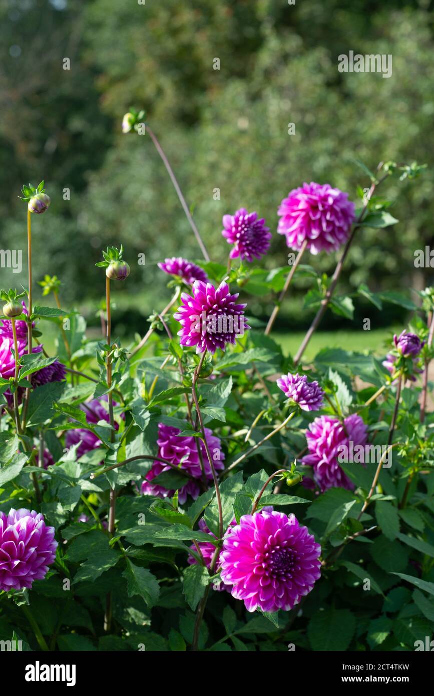 Brian bloom hi-res stock photography and images - Alamy