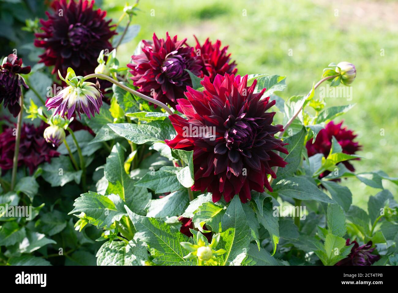Dark red dahlia hi-res stock photography and images - Alamy